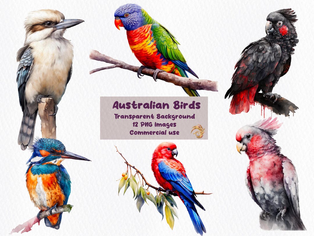 Australian Birds Clipart PNG Set | 12 Watercolor Native Bird Pngs ...