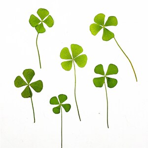 12 Pcs Pressed Dried Four Leaf Clover. Suitablefloral Art Craft Resin ...