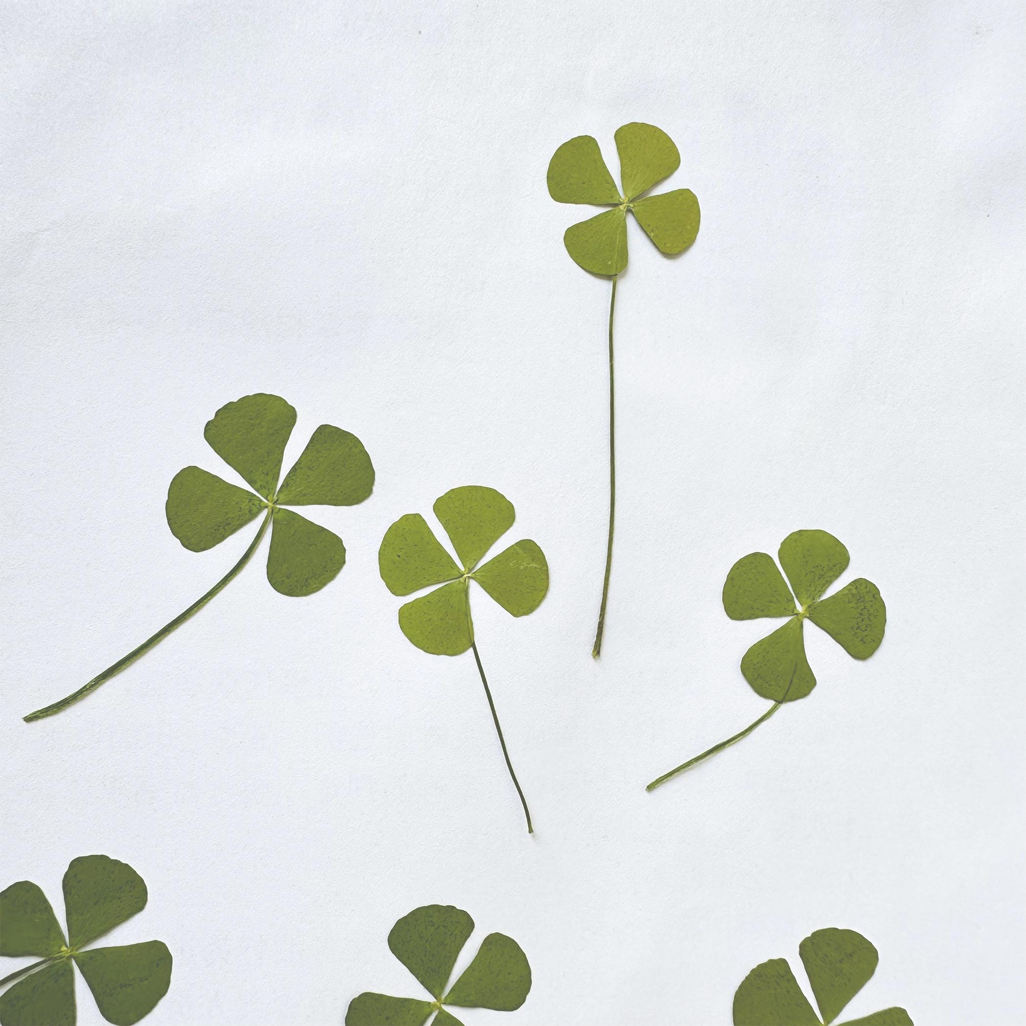 12 Pcs Pressed Dried Four Leaf Clover. Suitablefloral Art Craft Resin ...