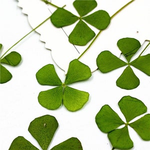12 Pcs Pressed Dried Four Leaf Clover. Suitablefloral Art Craft Resin ...