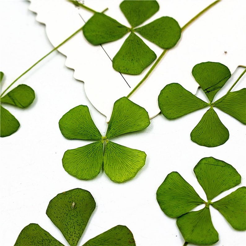 12 Pcs Pressed Dried Four Leaf Clover. Suitablefloral Art - Etsy