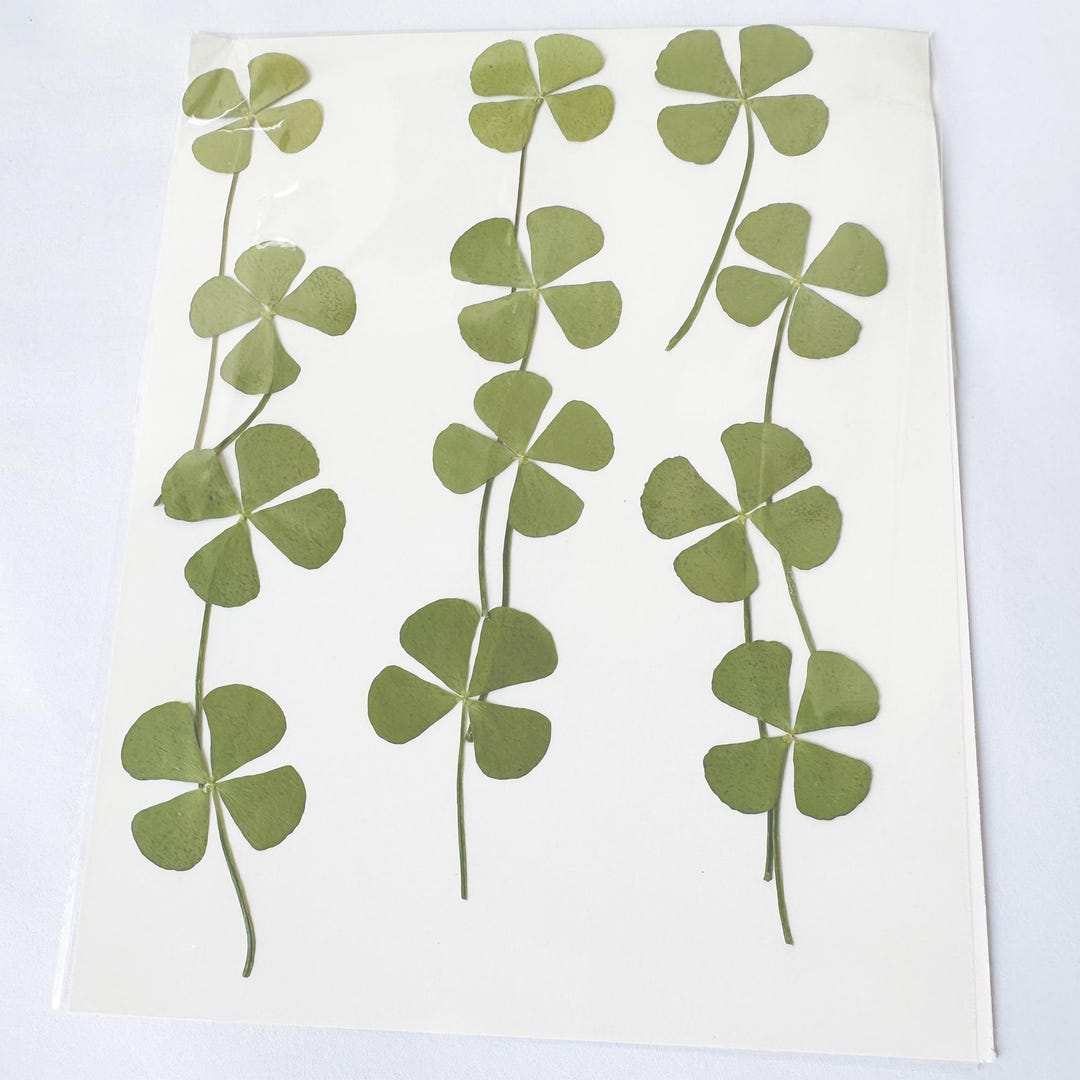 12 Pcs Pressed Dried Four Leaf Clover. Suitablefloral Art Craft Resin ...