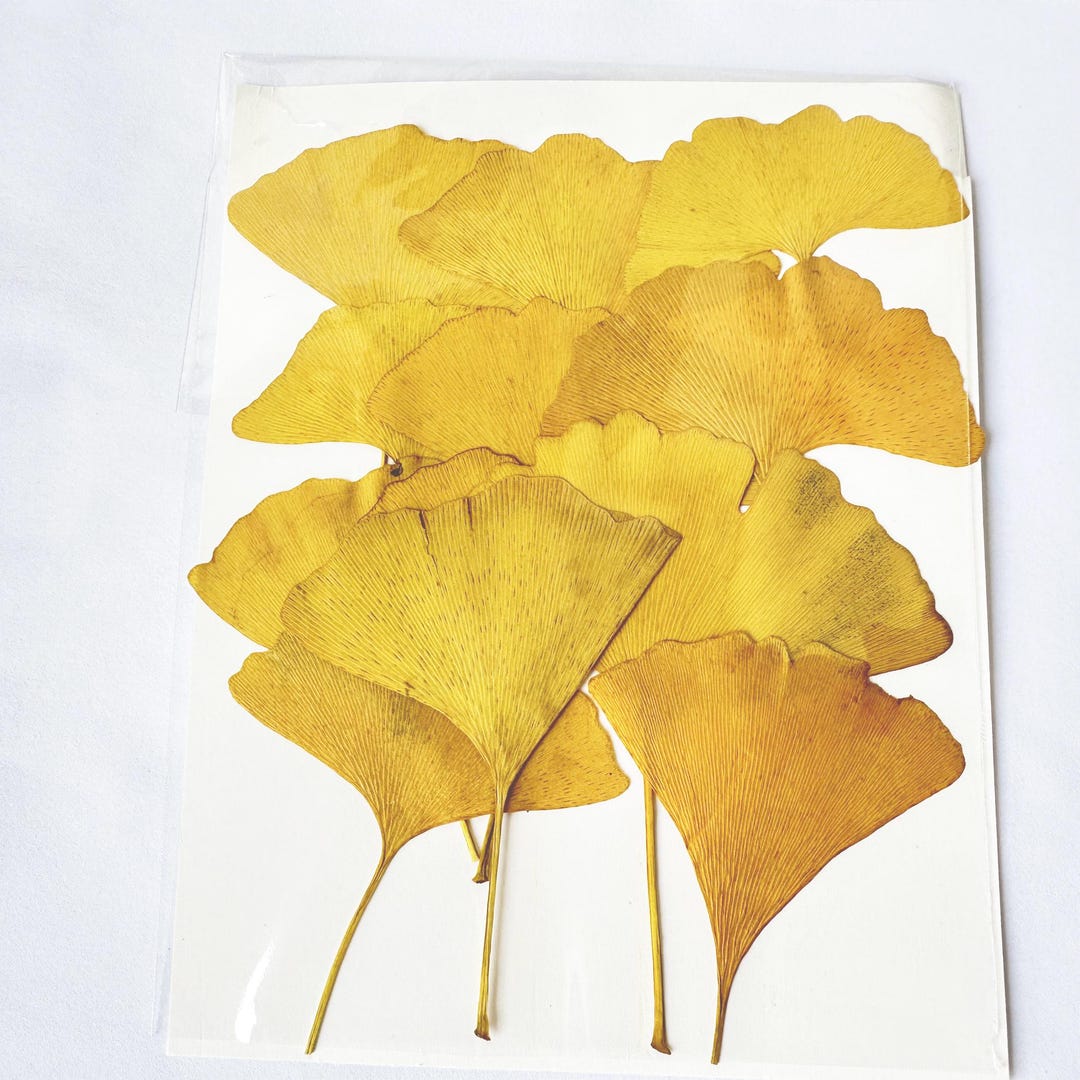 12 Pcs Pressed Dried Ginkgo Leave. Suitable Floral Art Craft Resin Cast ...