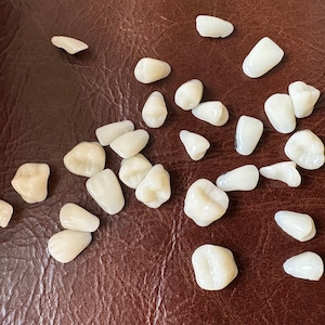 Resin Full Set Realistic Human Teeth.wholesale Resin Humanteeth,plastic ...