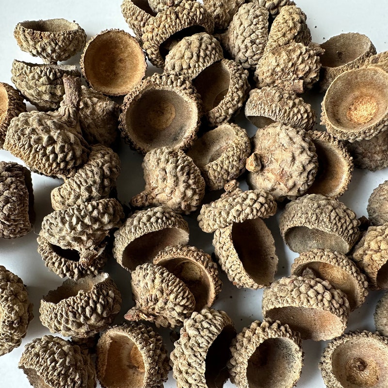 Oak Acorn Shells - Etsy