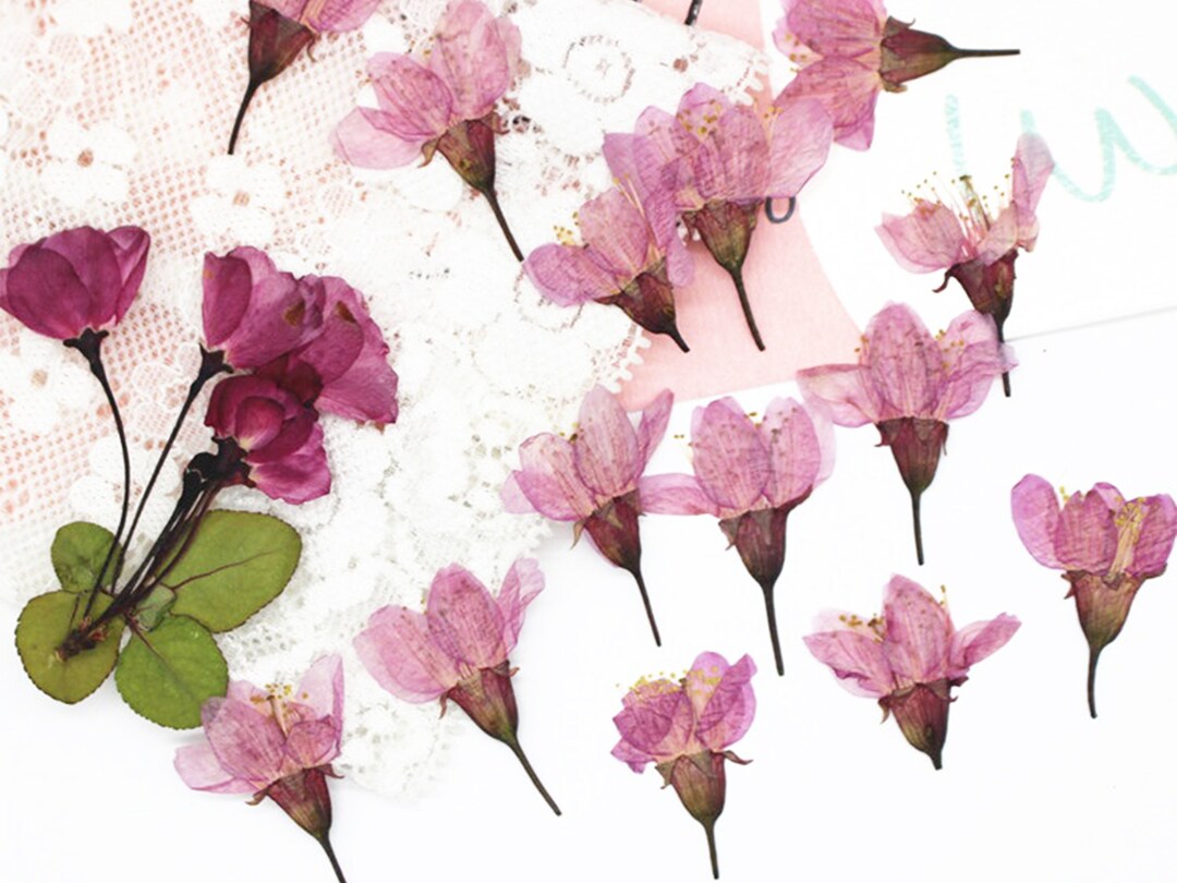 12 Pcs Pressed Dried Sakura. Suitablefloral Art Craft Resin Cast.dried ...