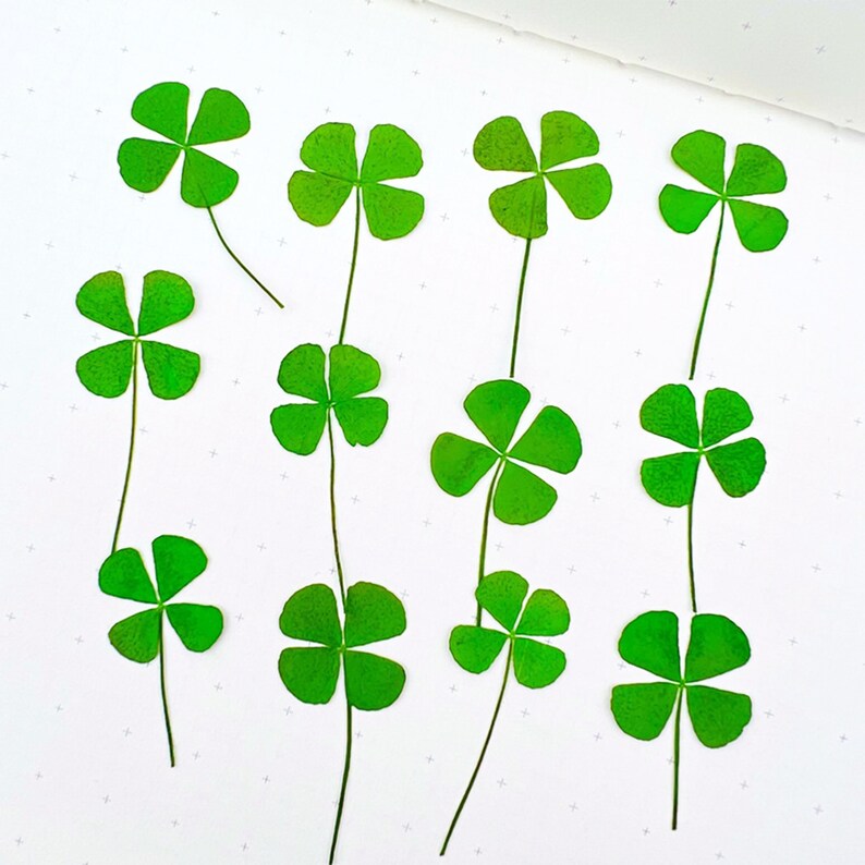 12 Pcs Pressed Dried Four Leaf Clover. Suitablefloral Art - Etsy
