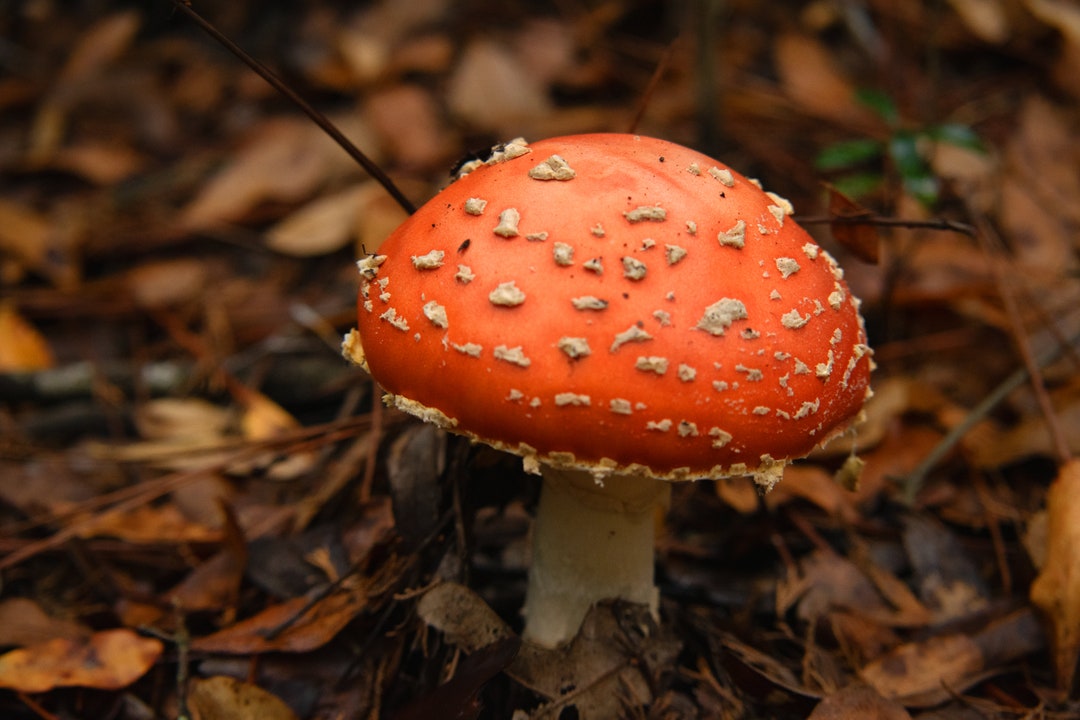 Little Red Riding Mushroom Cap - Etsy
