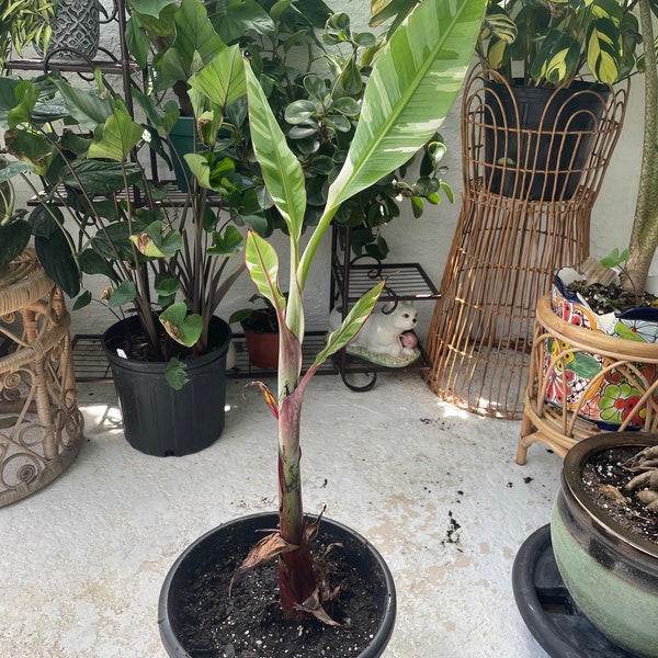 Nono Banana Plant - Etsy