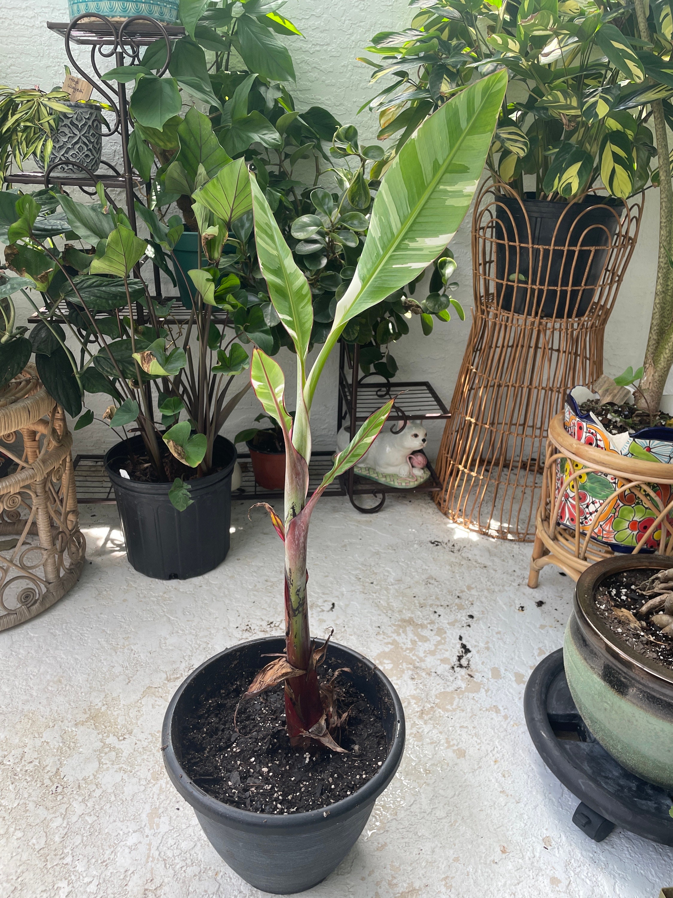 Variegated Banana - Etsy