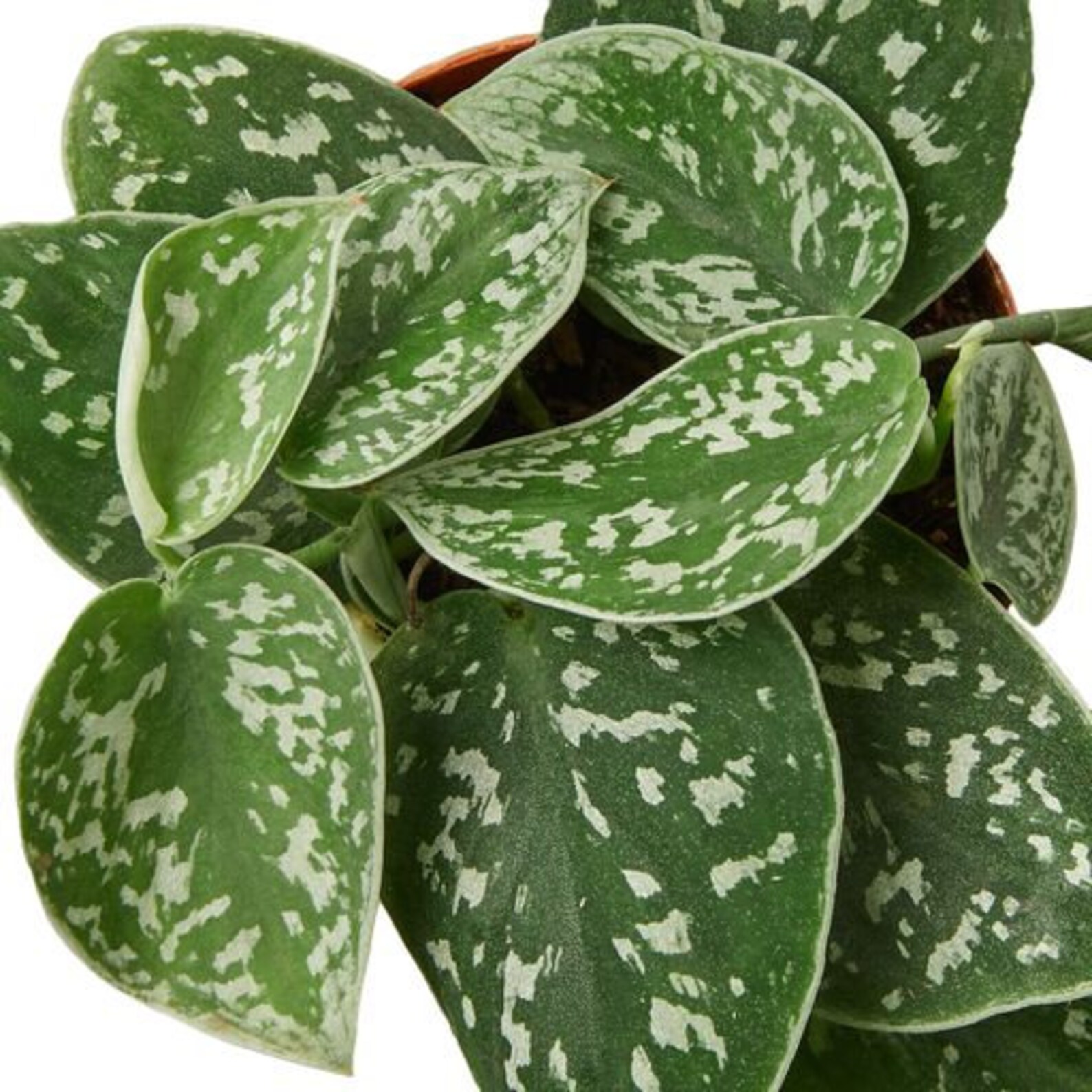 Pothos 'satin' Live Plant in 4" Pot Easy Care Plant Trailing Plant ...