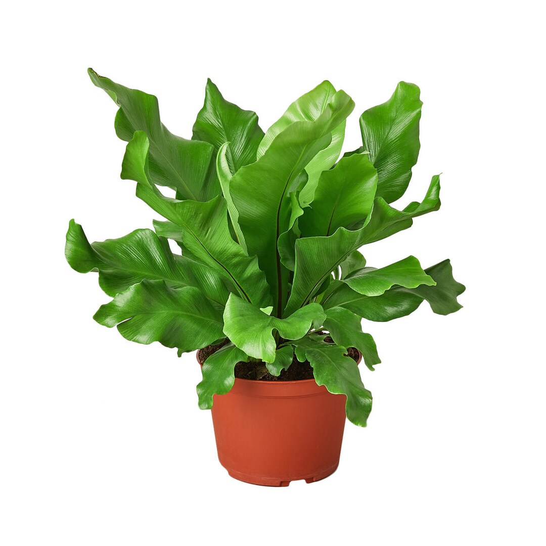 Bird's-nest Nidus Live Plant Asplenium Nidus Unique Plant in 4" Pot - Etsy