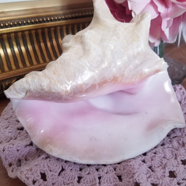 Florida Conch Shell - Etsy