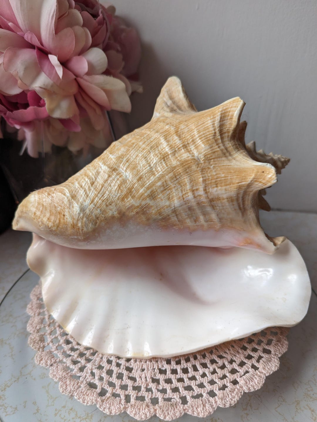 Vintage Conch Beach Shell, Natural Home and Cottage Decor, Gift - Etsy