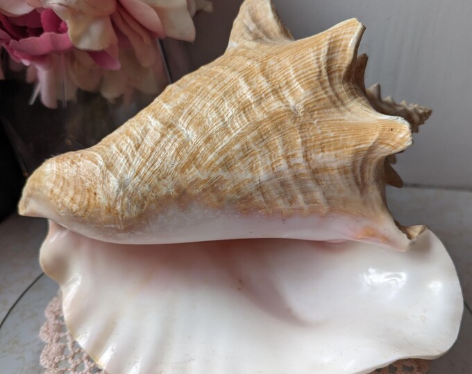 RESERVED Vintage Conch Beach Shell, Natural Home and Cottage Decor ...