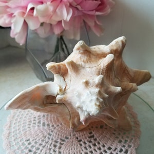 Vintage Queen Conch Shell 8 Inches - Shiny Interior Florida Shell ...