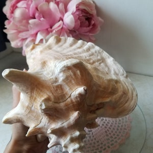 Vintage Queen Conch Shell 8 Inches - Shiny Interior Florida Shell ...