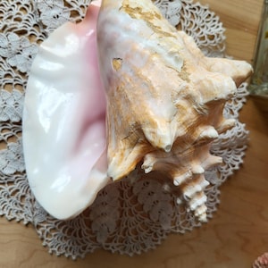 Vintage Queen Conch Shell 7 Inches - Shiny Interior Florida Shell ...