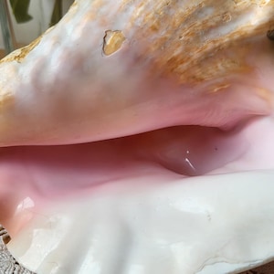 Vintage Queen Conch Shell 7 Inches - Shiny Interior Florida Shell ...