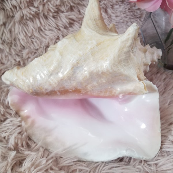 Florida Rare Shells - Etsy