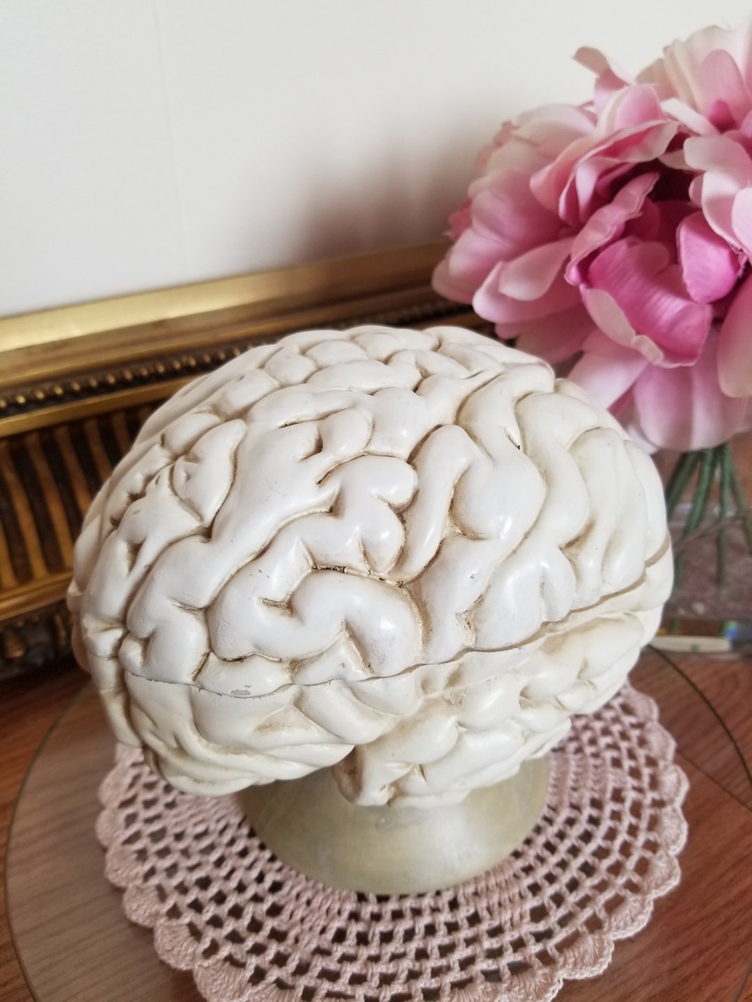 Vintage Human Brain Box Model Resine Weird Box Funny Box Doctor Gift - Etsy