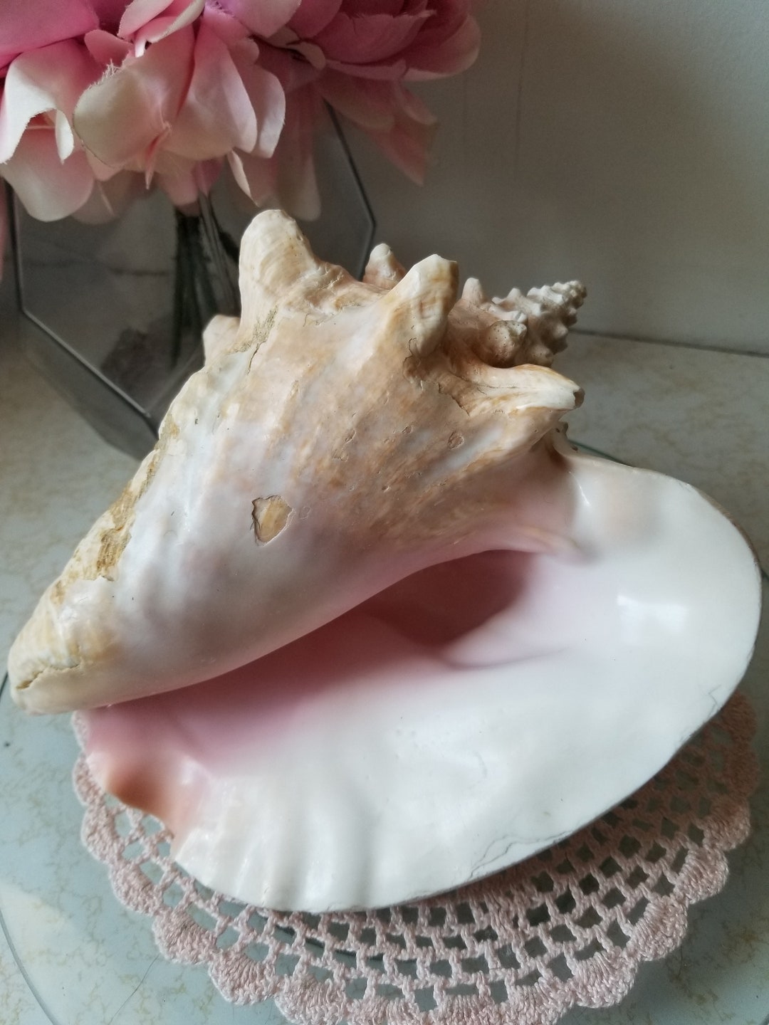 Vintage Queen Conch Shell 8 Inches - Shiny Interior Florida Shell ...