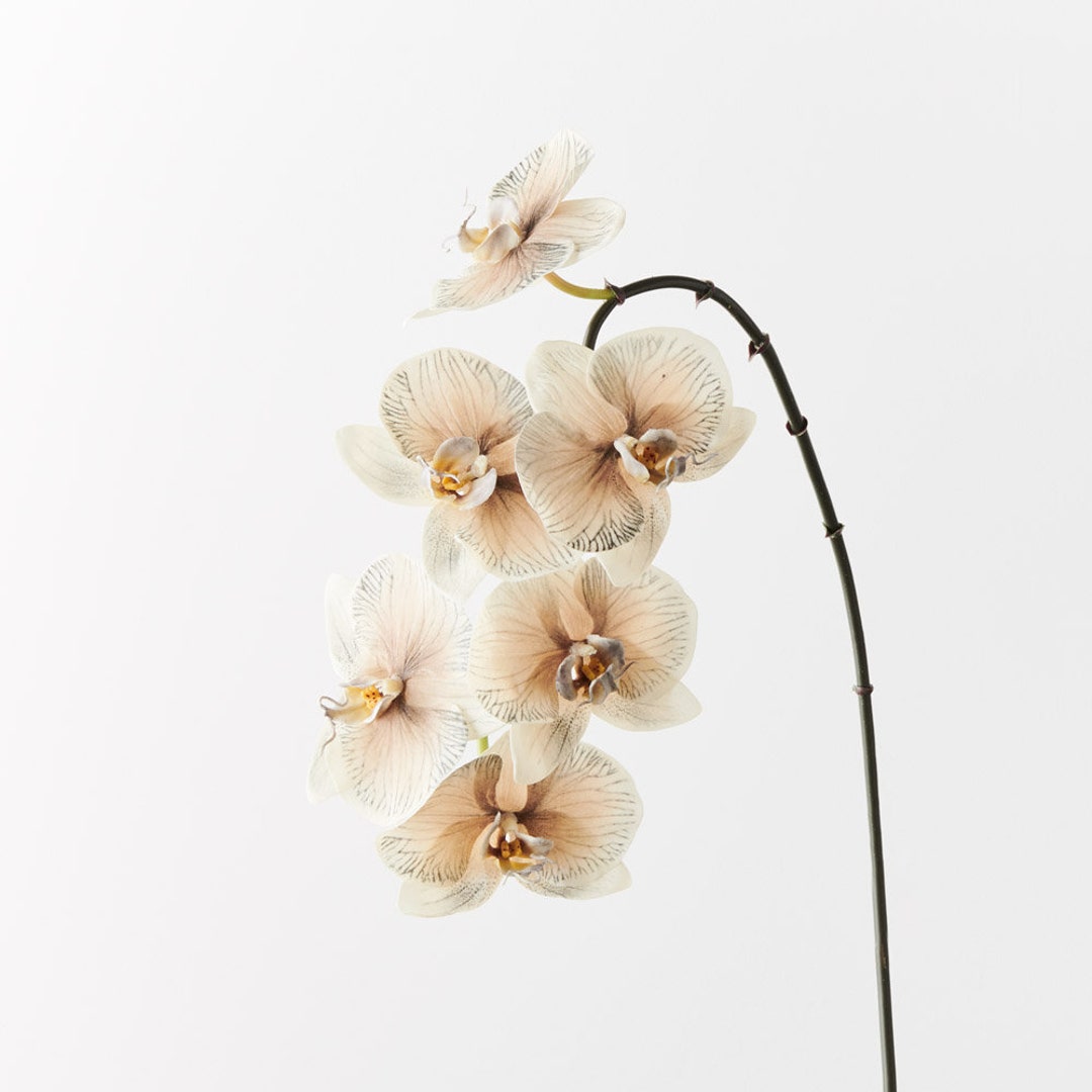 Artificial Fake Faux Real Touch Orchid Stem Phalaenopsis Almond 86cm ...