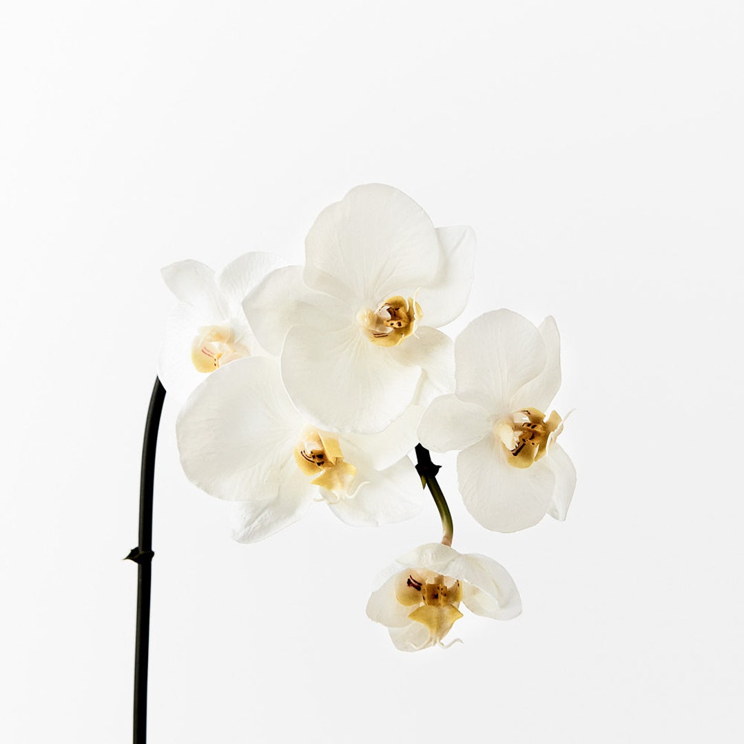 Artificial Phalaenopsis White Orchid Stem 51cm Tall, Real Touch Fake ...