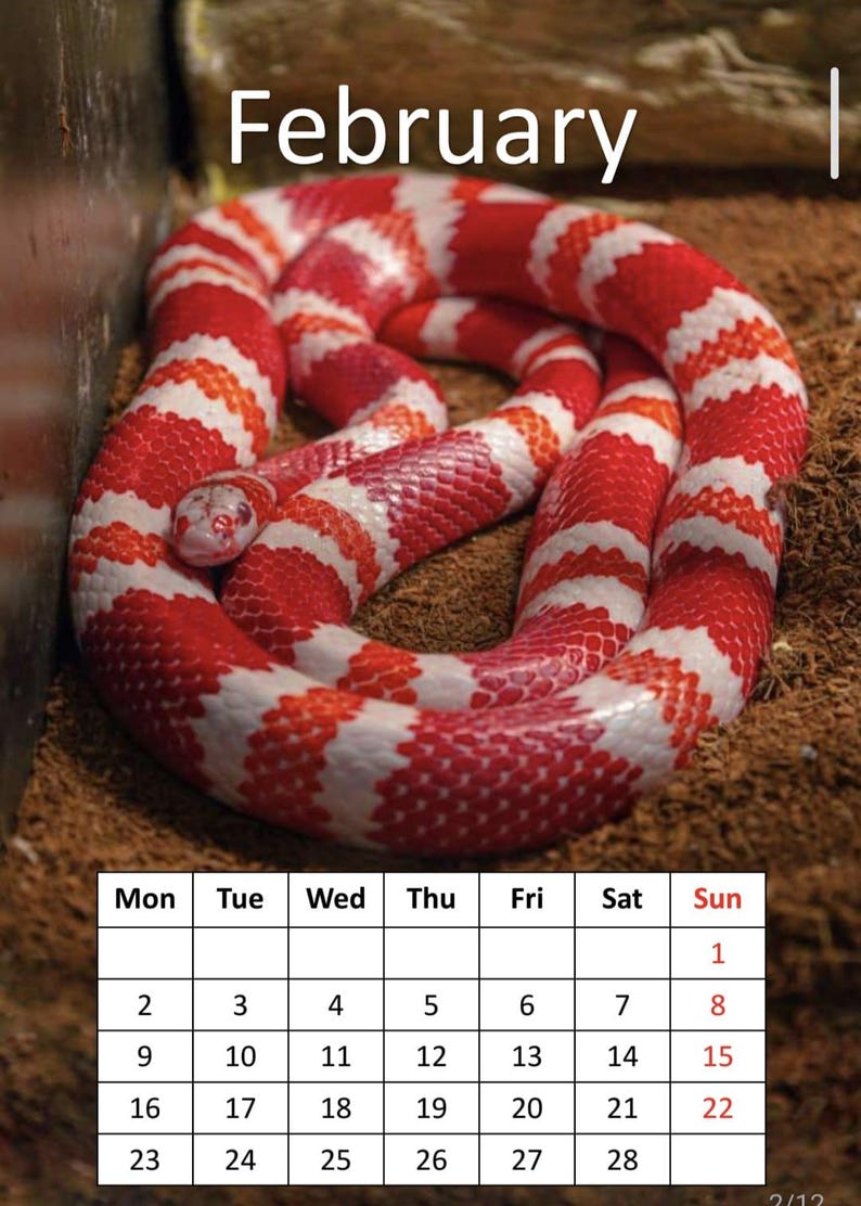 2026 Printable Calendar Reptile Calendar, Snake, A4 Format - Etsy UK