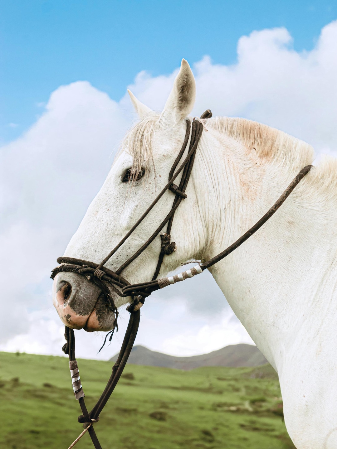 2026 Printable Calendar With Horses A4 Format - Etsy UK