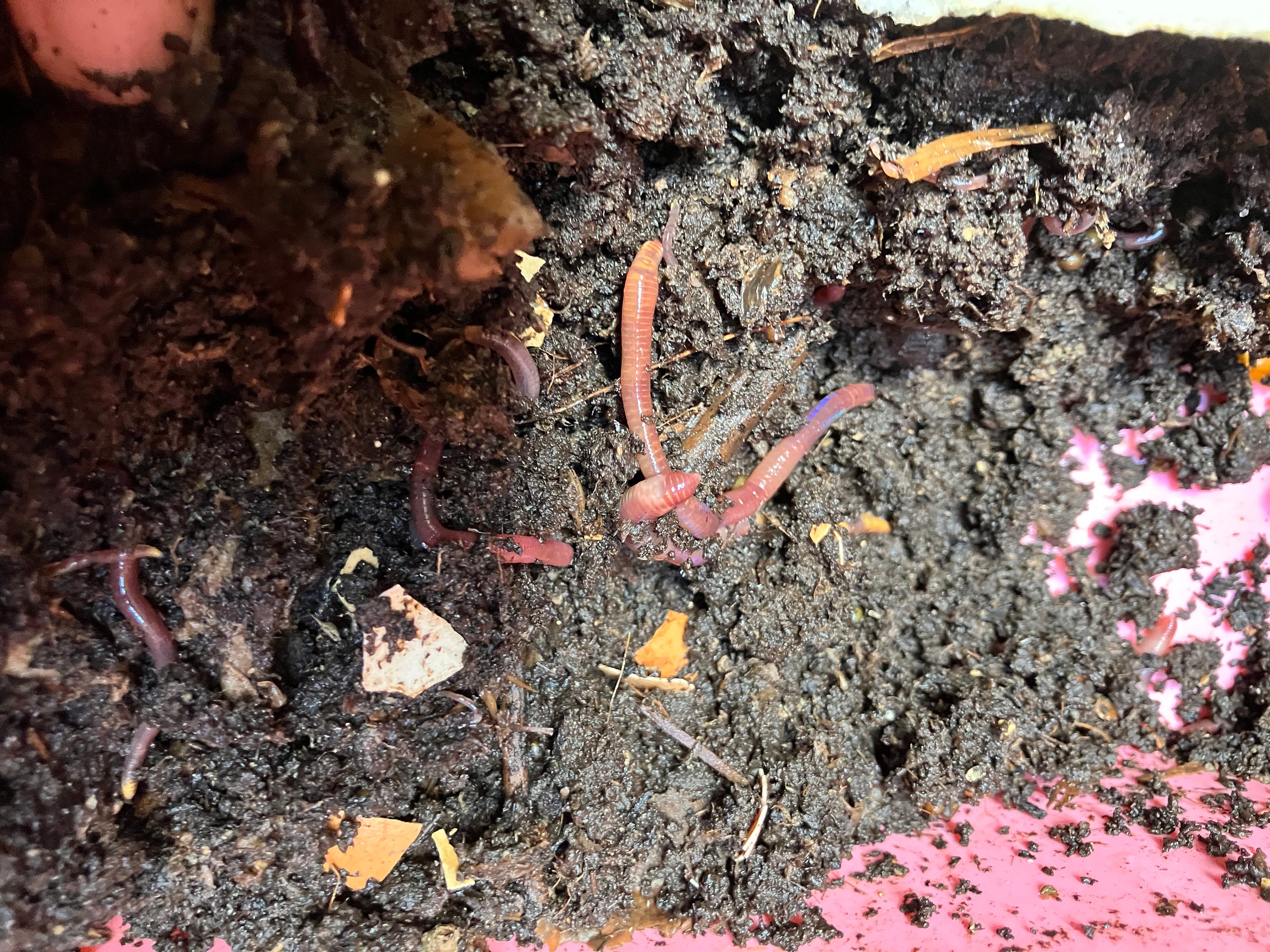 Red Wiggler Composting Worms - Etsy