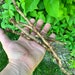 Hand Dug Wild Sassafras Root: Aromatic Flavor for Tea & Root Beer - Etsy