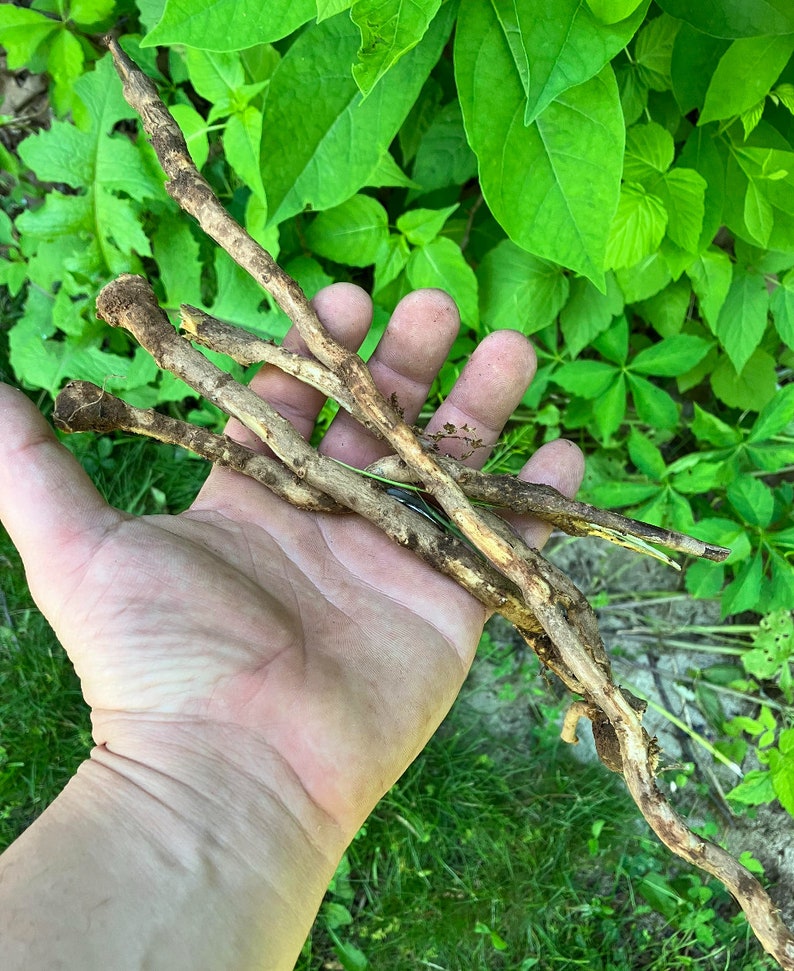 Hand Dug Wild Sassafras Root: Aromatic Flavor for Tea & Root Beer - Etsy