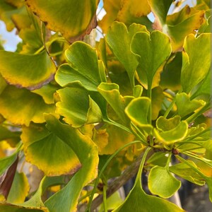 Ginkgo Leaf (ginkgo Biloba) - Etsy