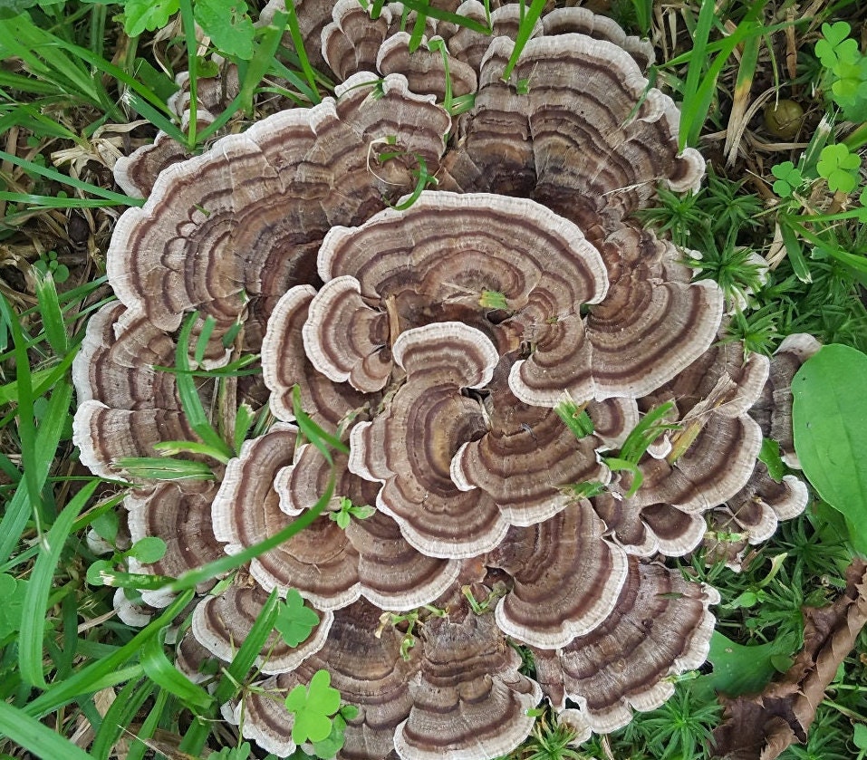 Dried Turkey Tail Mushrooms - Etsy Australia
