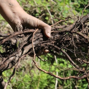 Hand Dug Wild Sassafras Root: Aromatic Flavor for Tea & Root Beer - Etsy