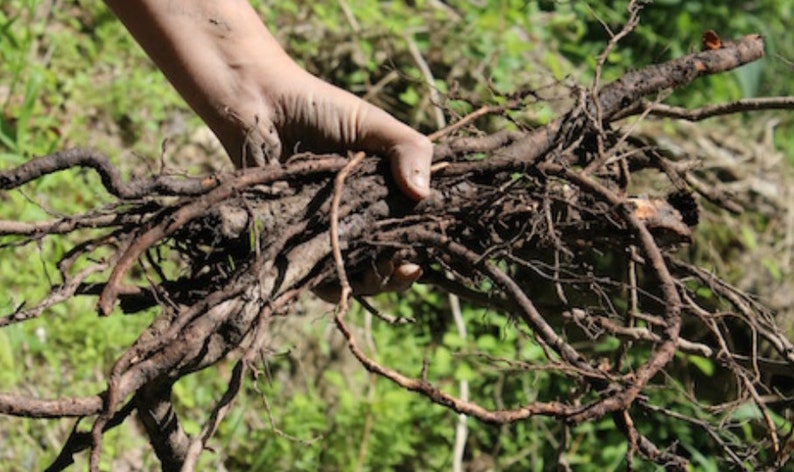 Hand Dug Wild Sassafras Root: Aromatic Flavor for Tea & Root Beer - Etsy