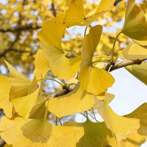 Ginkgo Leaf (ginkgo Biloba) - Etsy