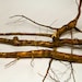 Hand Dug Wild Sassafras Root: Aromatic Flavor for Tea & Root Beer - Etsy