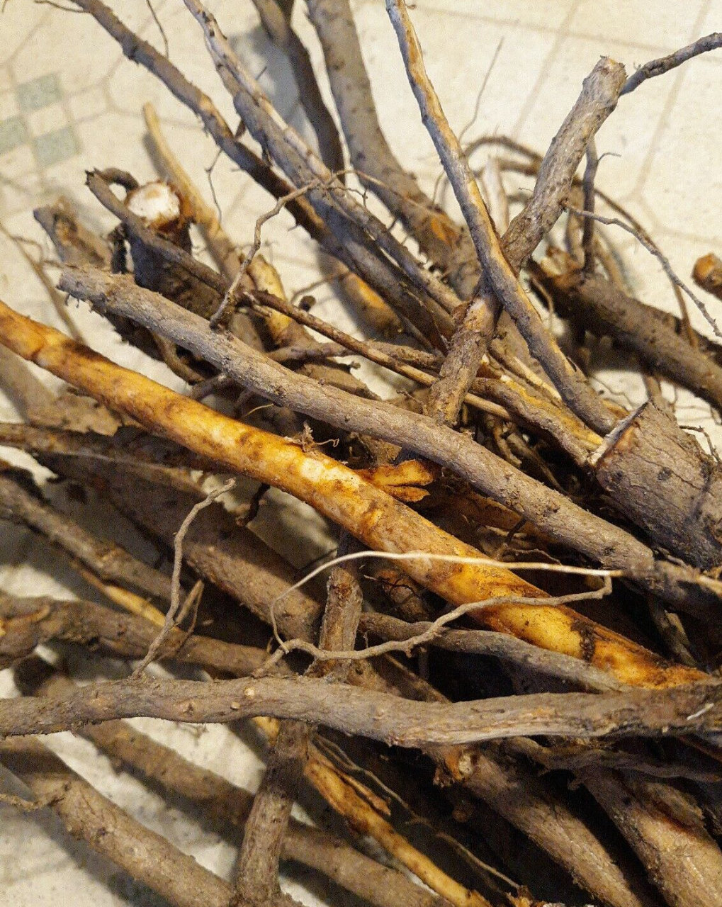 Hand Dug Wild Sassafras Root: Aromatic Flavor for Tea & Root Beer - Etsy