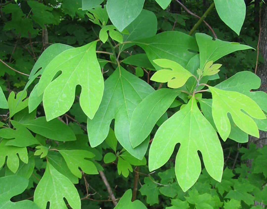 Hand Dug Wild Sassafras Root: Aromatic Flavor for Tea & Root Beer - Etsy