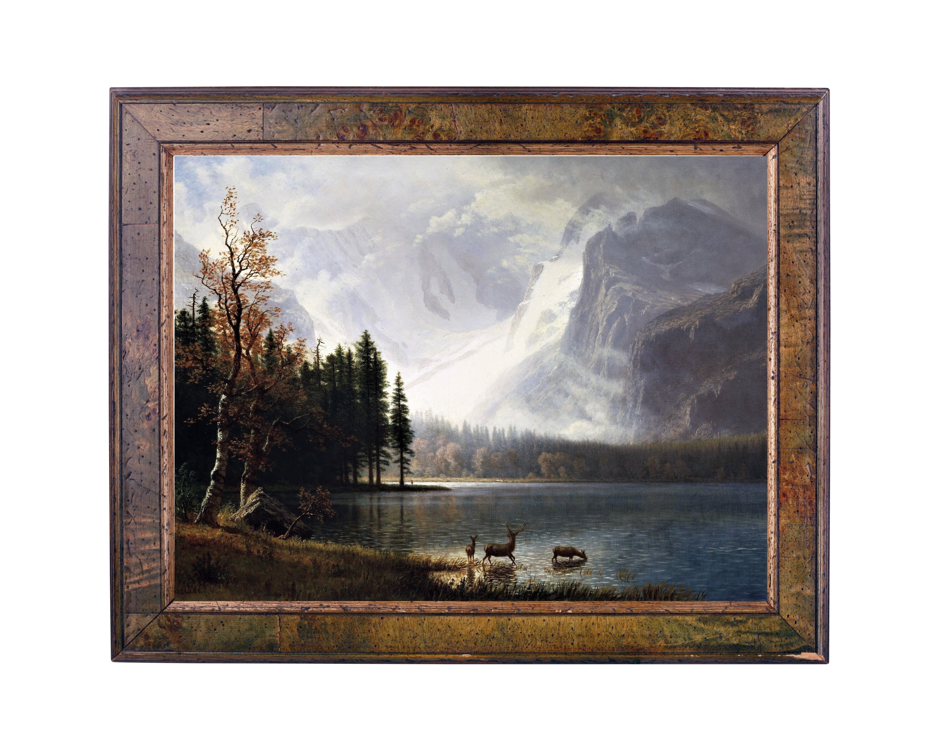 Colorado Wall Art, Wildlife Art, Estes Park Colorado Wall Art, Deer ...