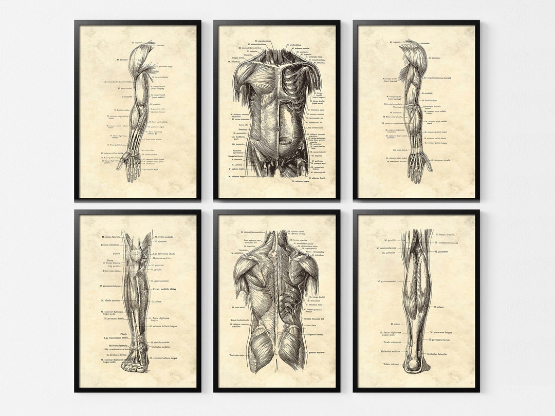 Set of 6 Human Body Anatomy Print,vintage Human Anatomy Art Poster ...