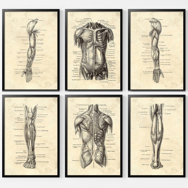 Vintage Anatomy Muscle Poster - Etsy