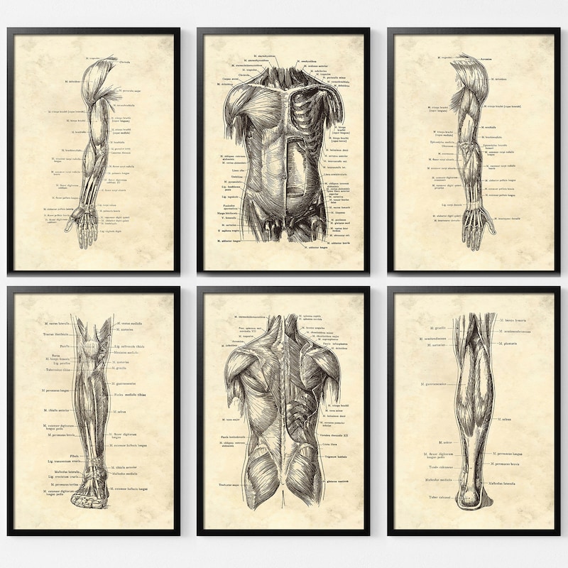 Human Anatomy Print - Etsy