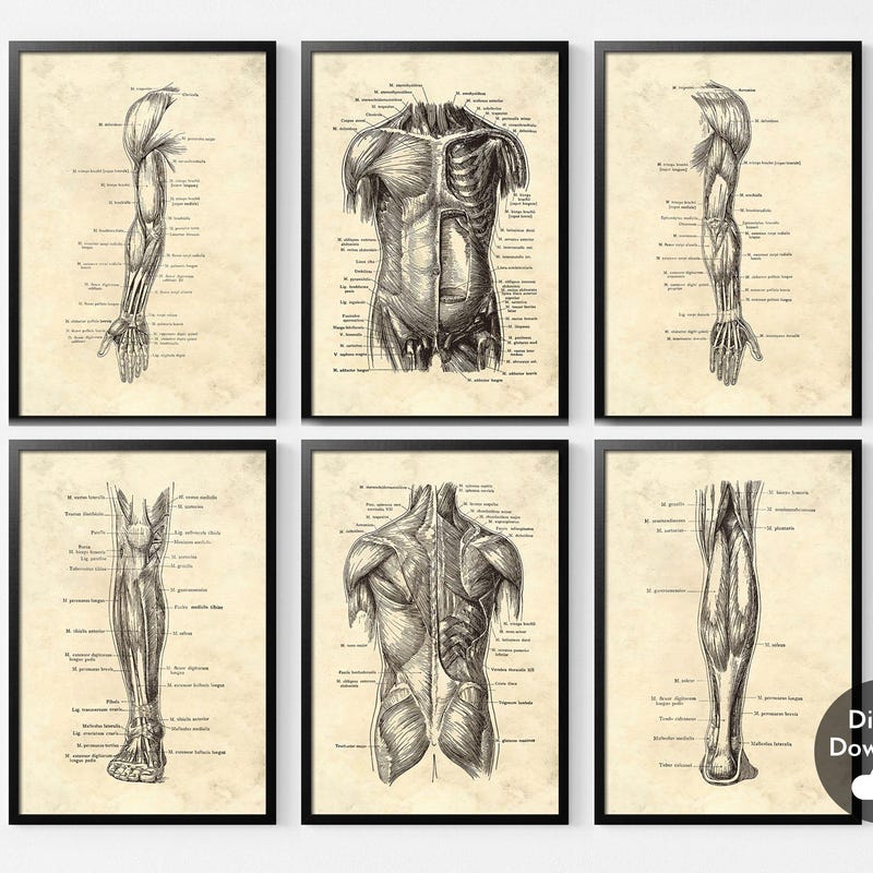 Vintage Anatomy - Etsy