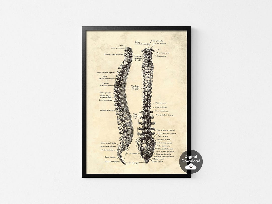 Vintage Anatomical Spine Print: Medical Educational Decor (digital ...