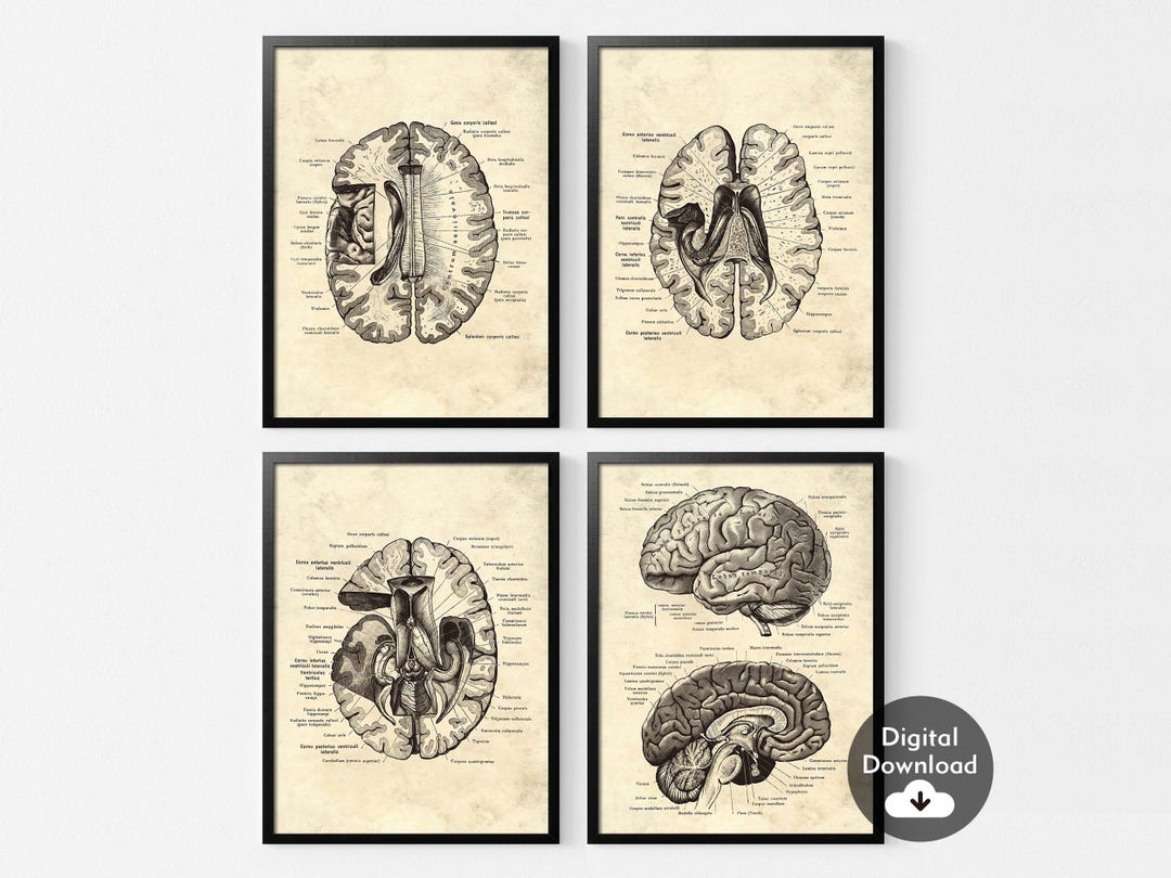 Set of 4 Human Brain Anatomy Print，vintage Brain Anatomy Art Poster ...