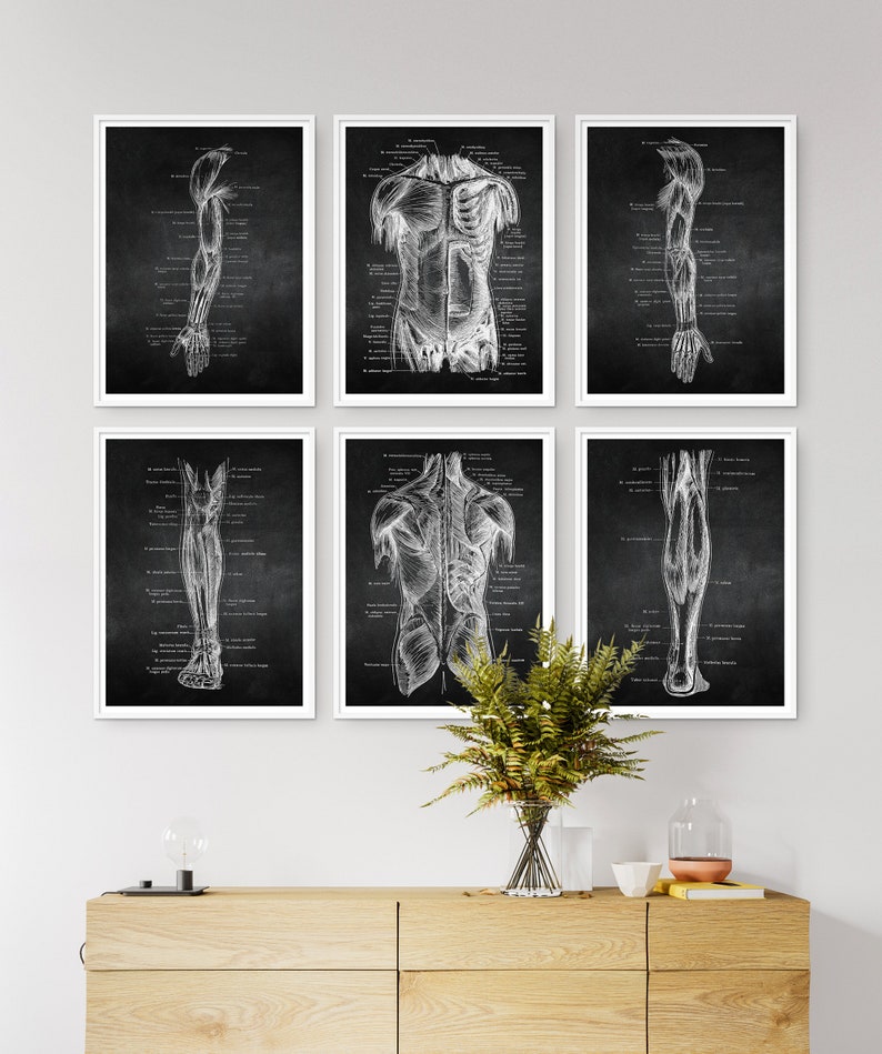 Vintage Human Anatomy Art Print, Muscle Posters, Medical Decor - Etsy