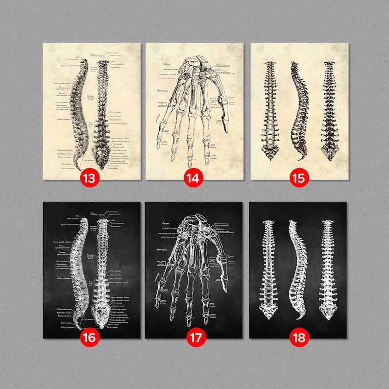 Vintage Human Anatomy Art Print, Muscle Posters, Medical Decor - Etsy